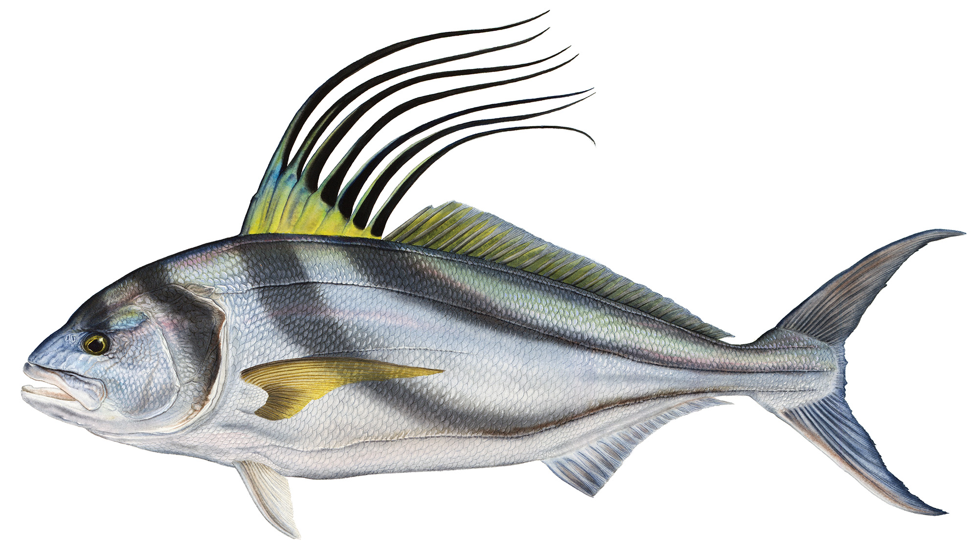 Roosterfish