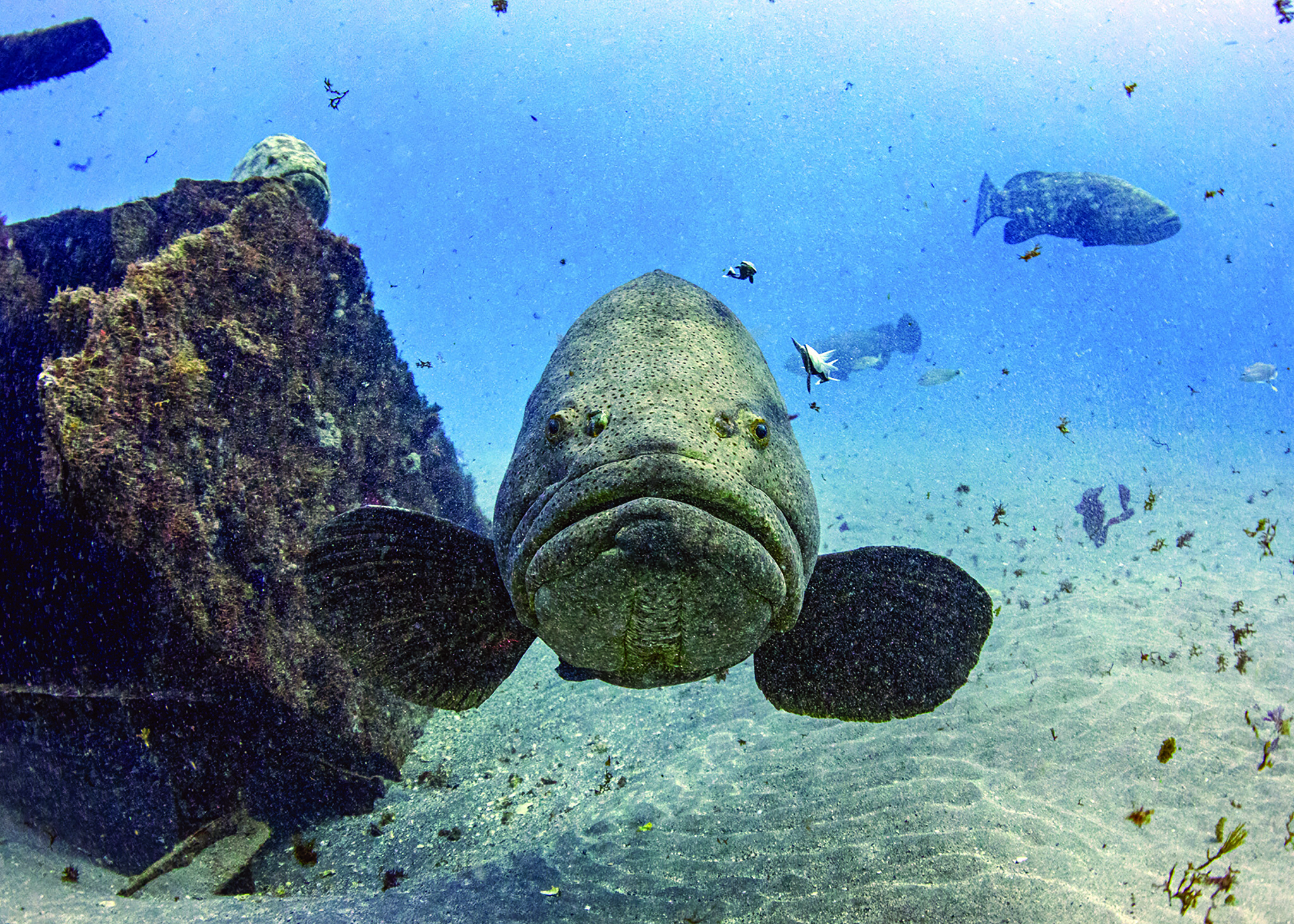 Caribbean Jewfish Compare Discount | www.pinnaxis.com